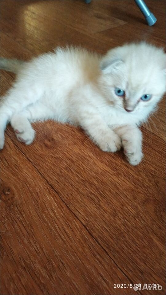 Вислоухий котенок