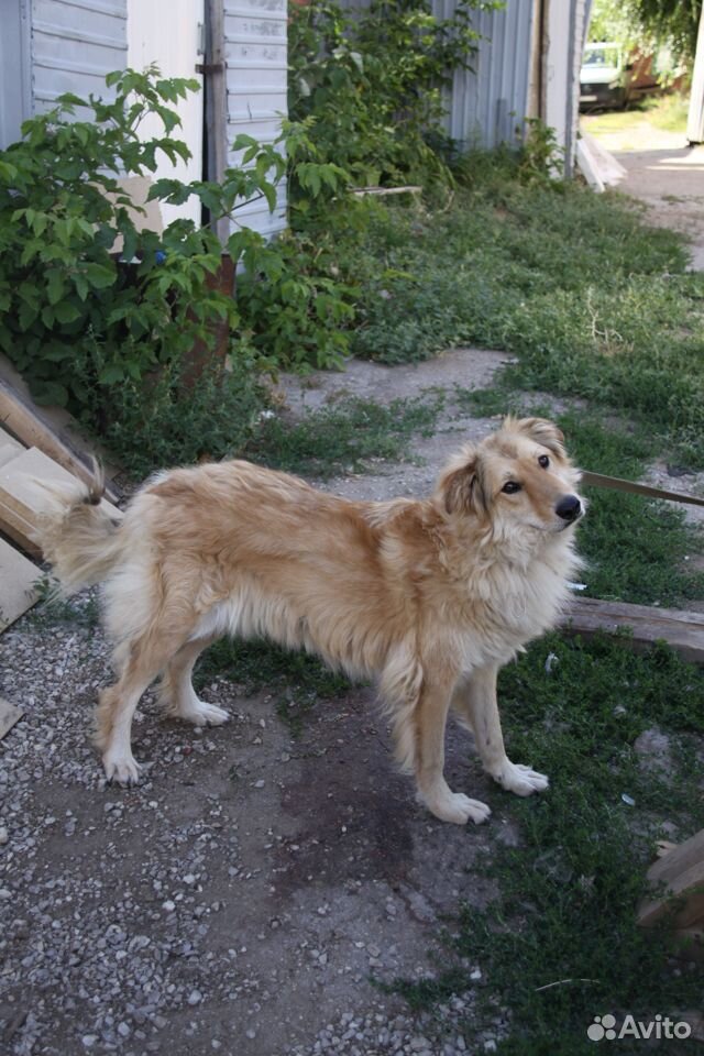 Собака в добрые руки