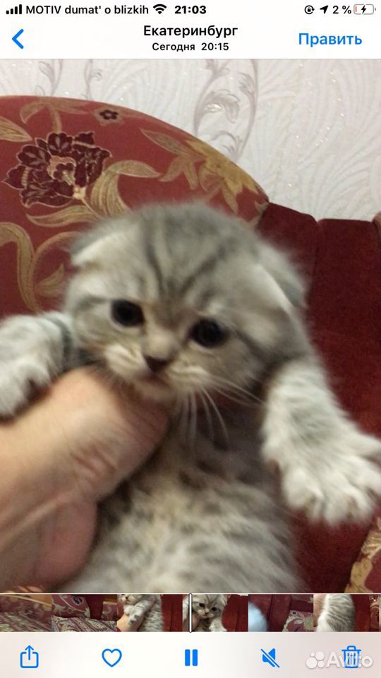 Катят шотландцы, без документов