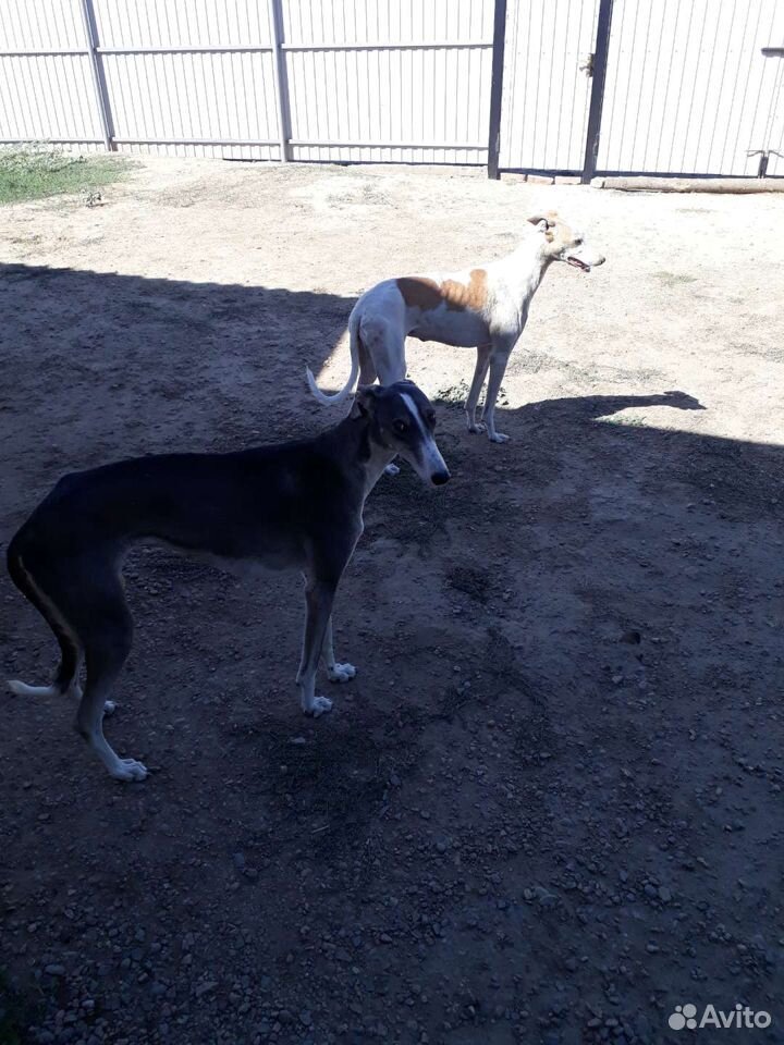 Хортая борзая