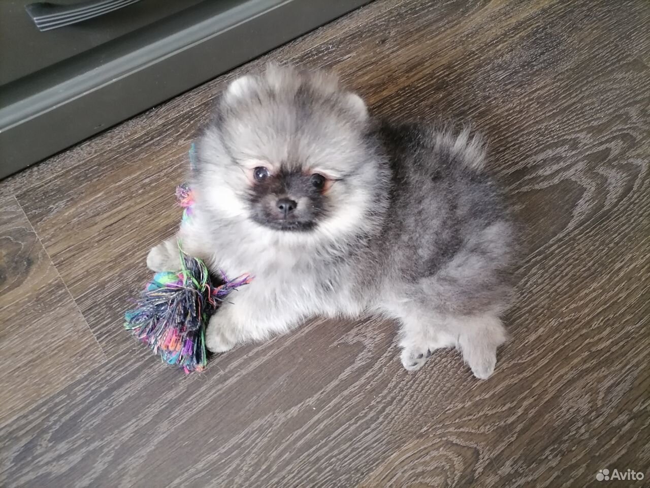 Настоящие померанцы