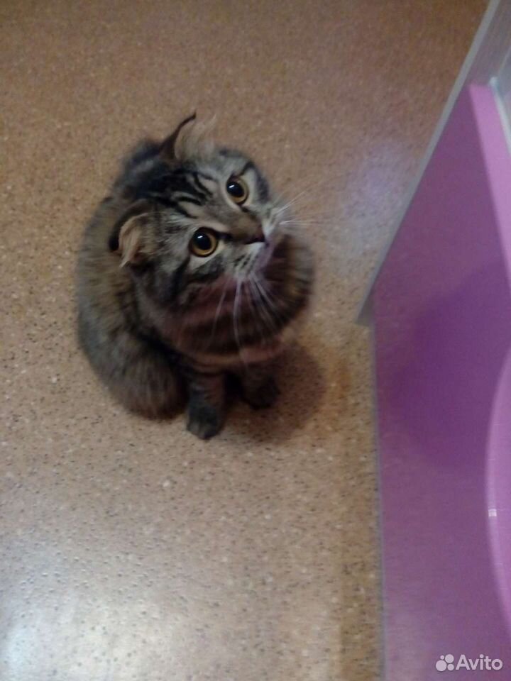 Вислоухие котята