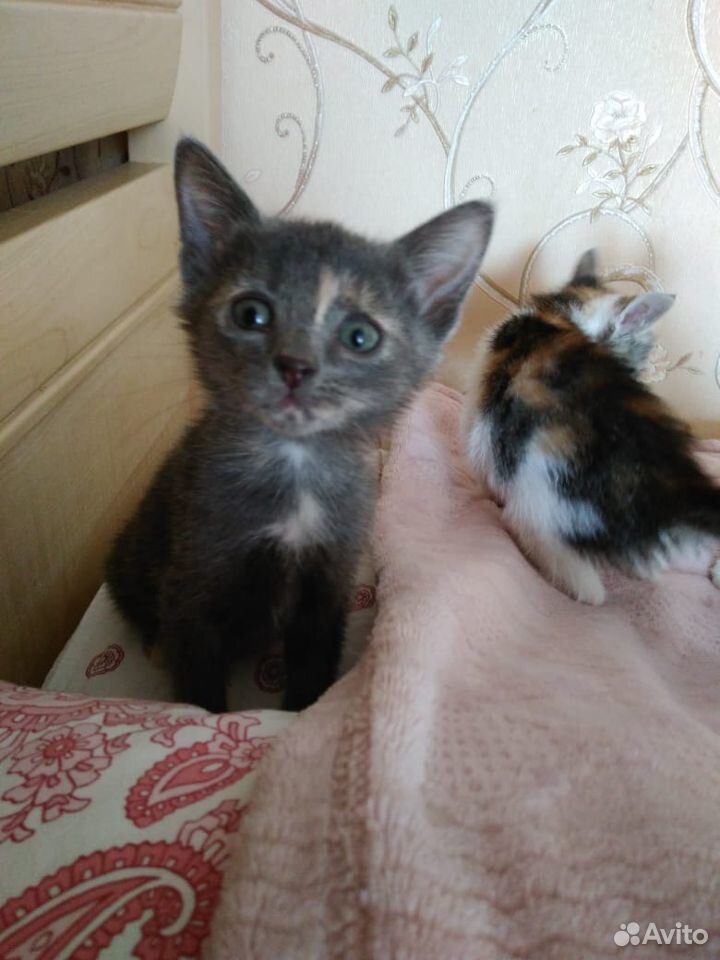 Серебристый котенок девочка в дар