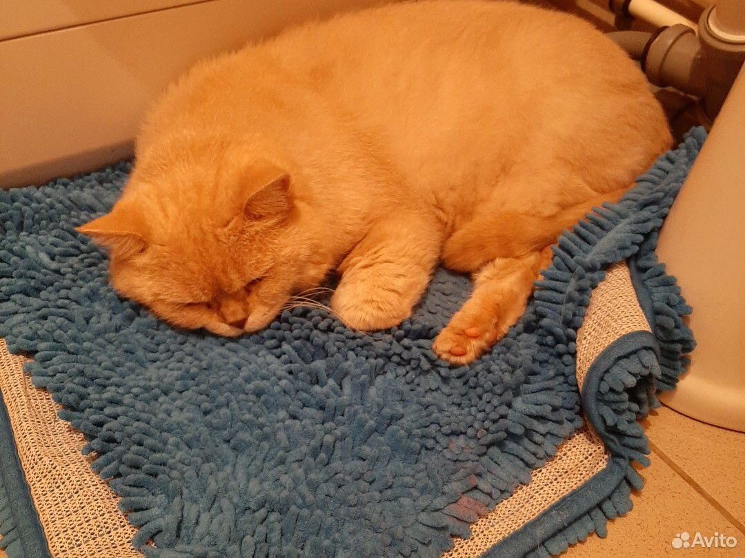 Отдам шикарного британского кота в добрые руки