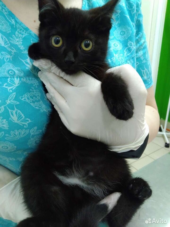 Котёнок, мальчик Ромео, 4 месяца