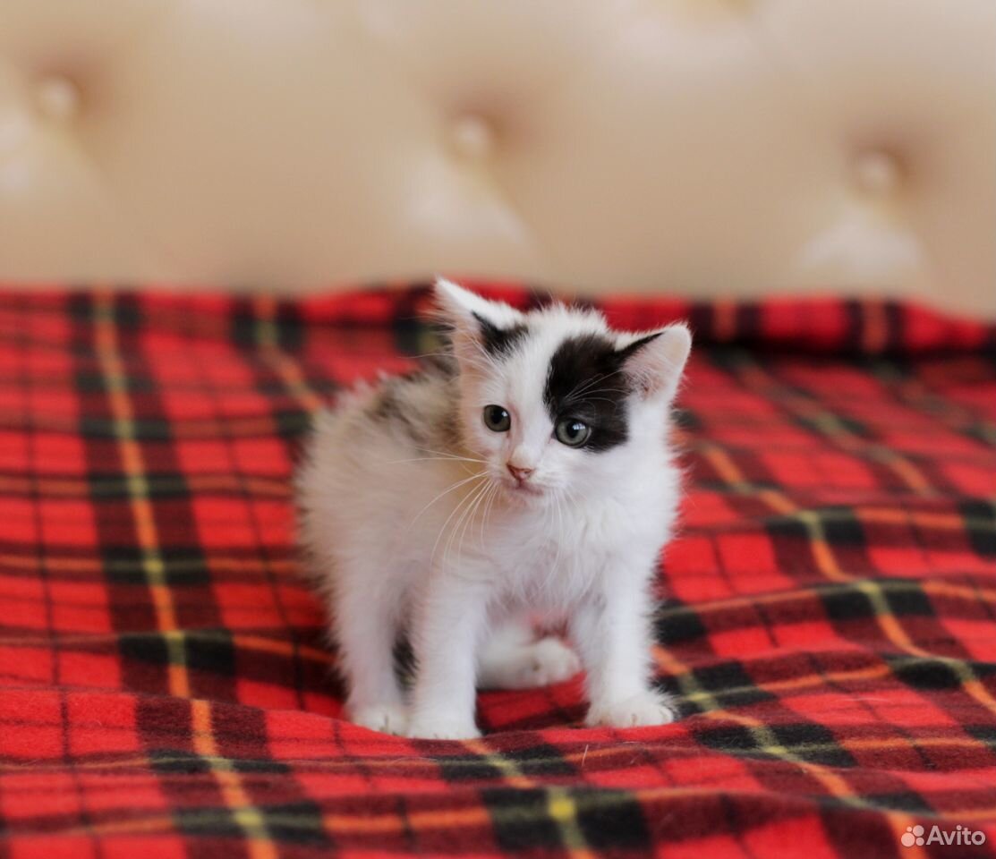 Милые котятки, сладкие ребятки-ищут дом, в дар