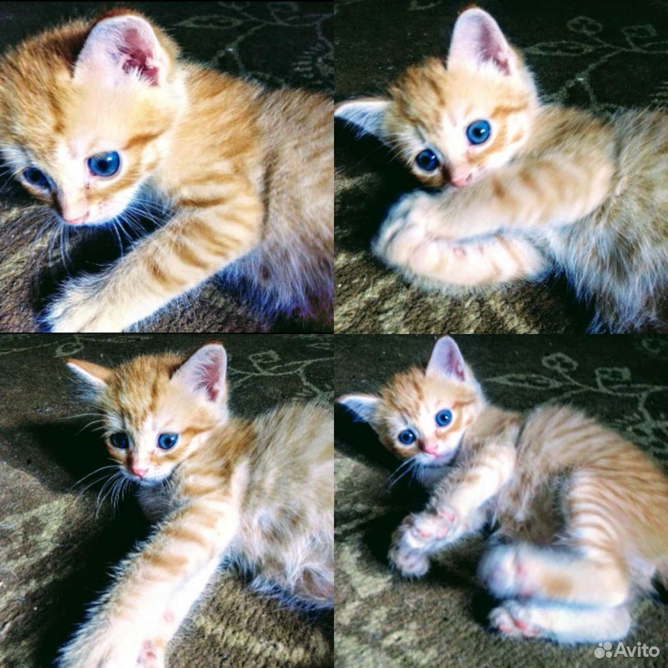 Котята от шотландца