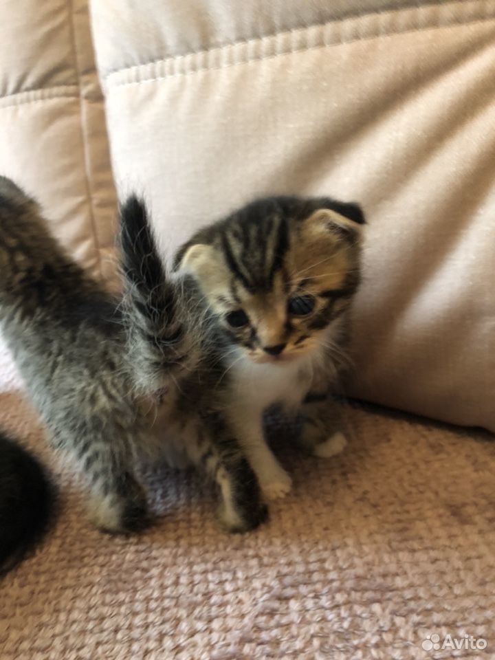 Милые шотландские котятки