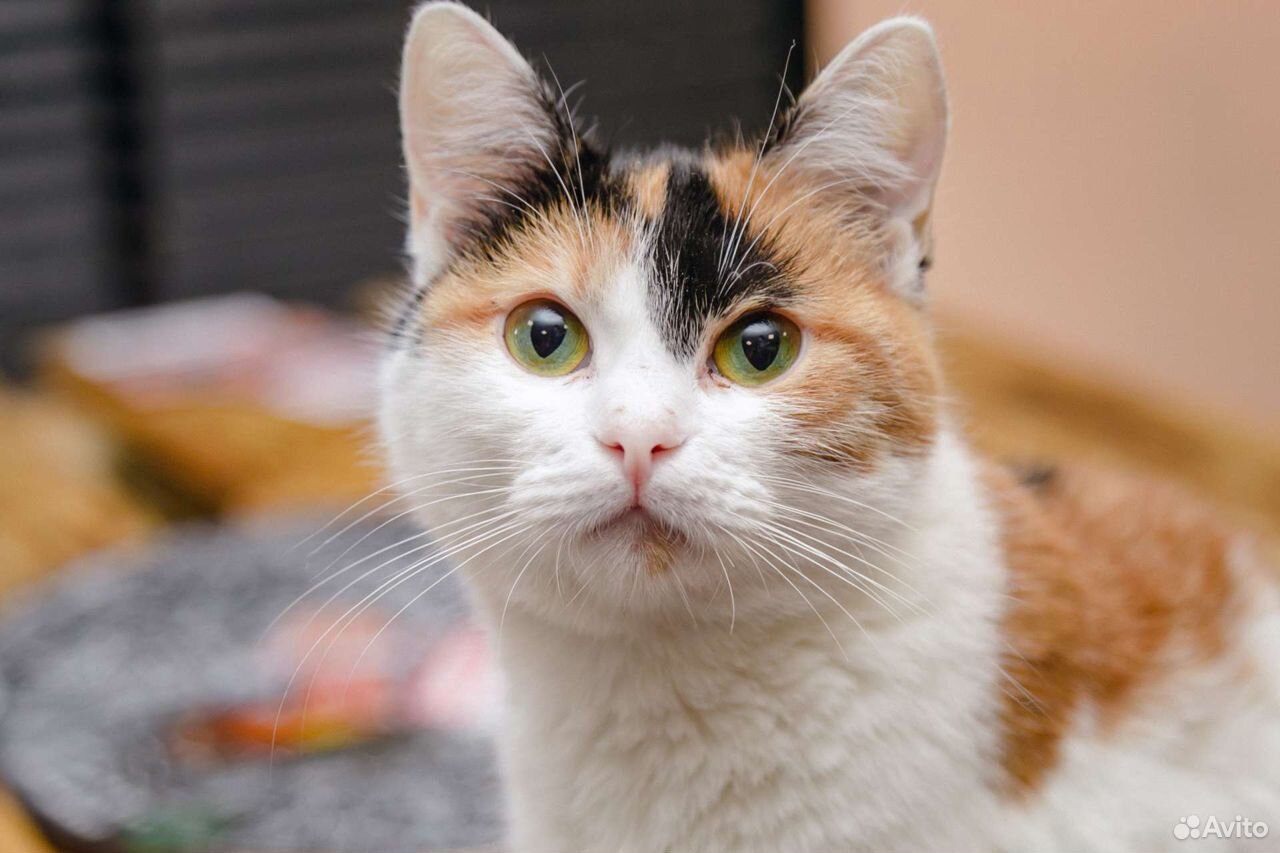 Пуговка ищет дом