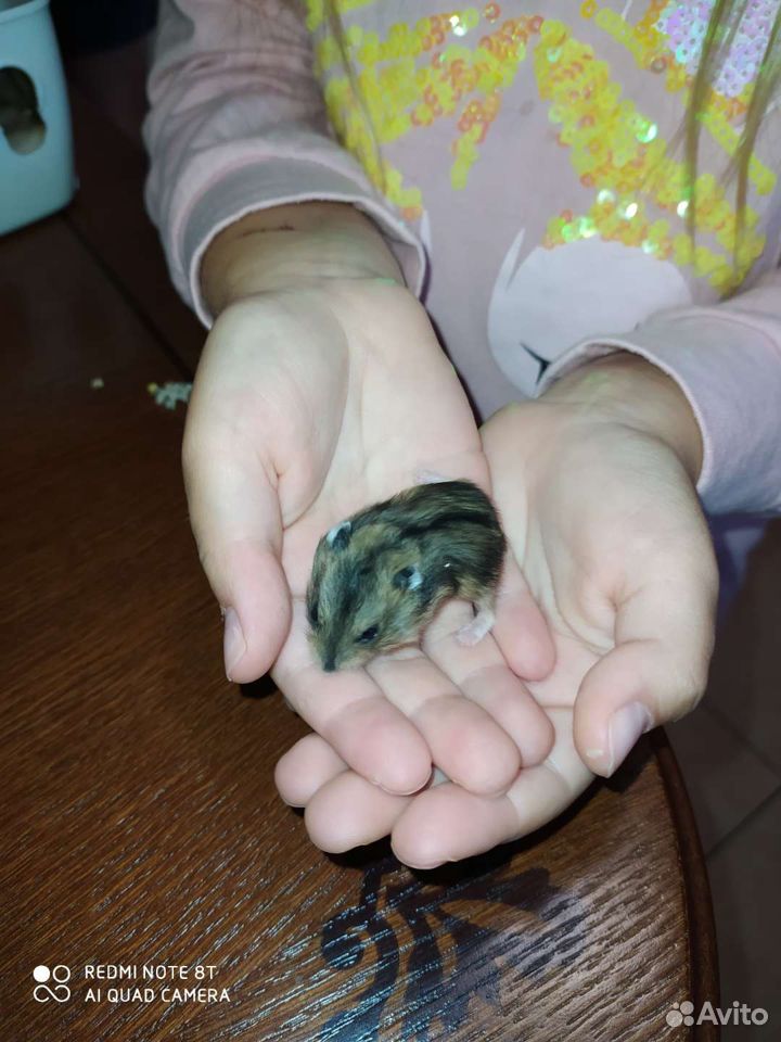 Джунгарские хомячки