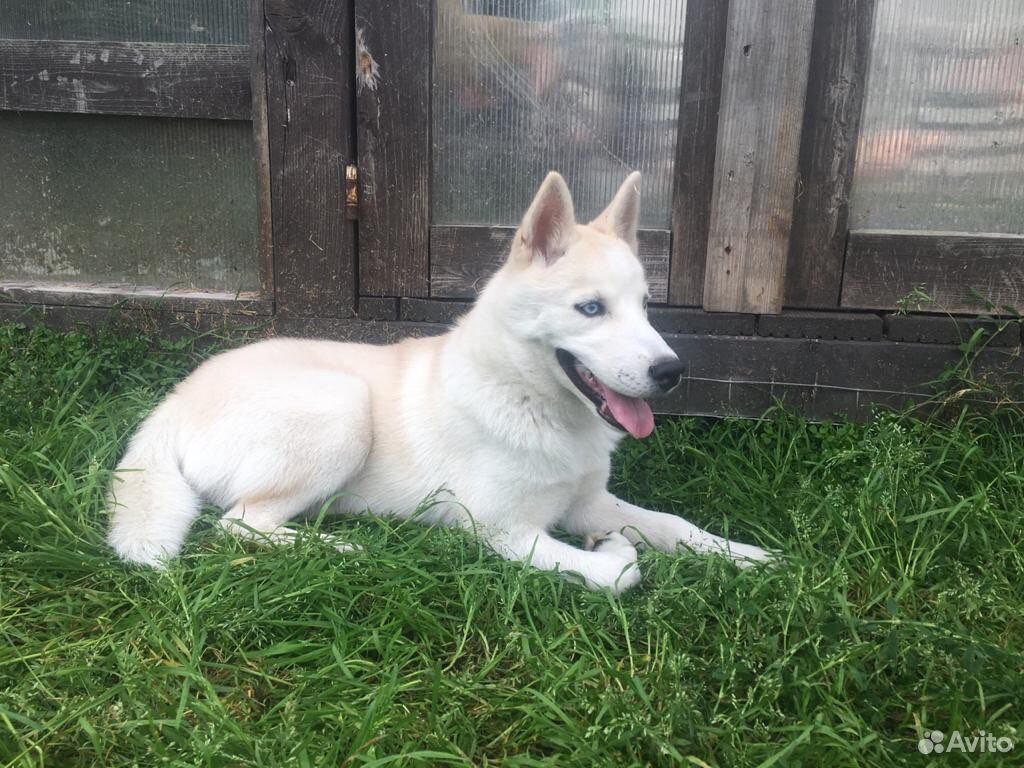 Шикарный Кремово-Белый Хаски