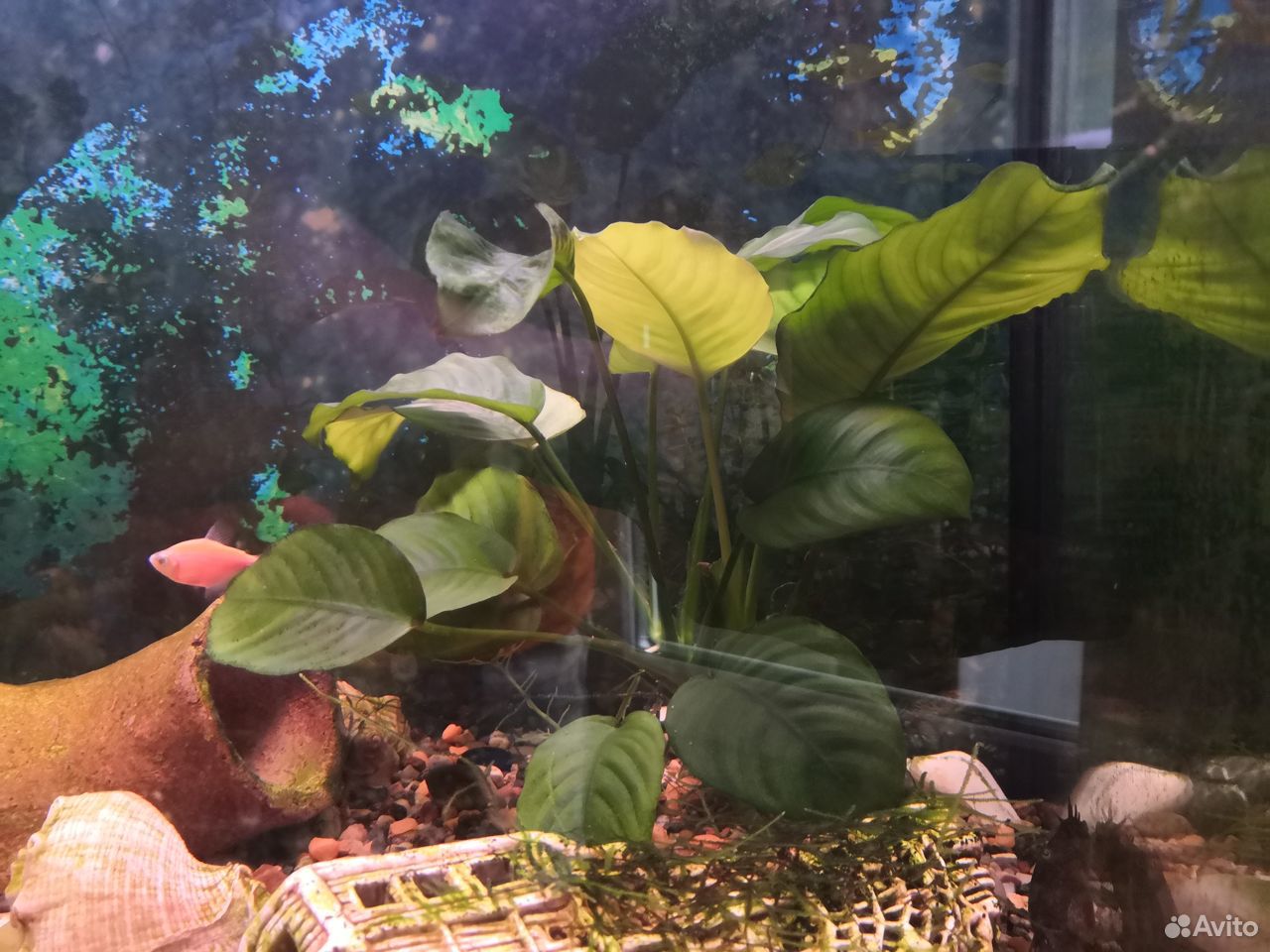 Продам водоросль Анубиас