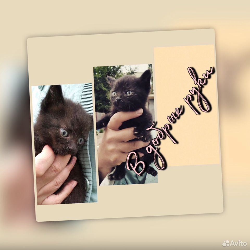 Маленькие багирки в поисках дома