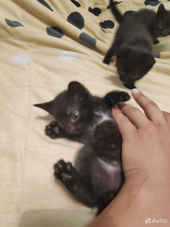 Котята 1 месяц (родились 06.08.2020