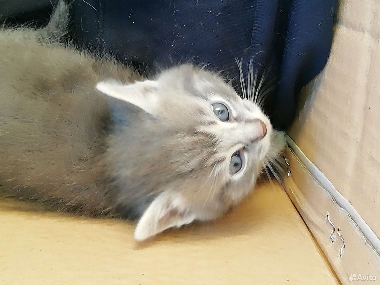 Кошка (1.5 мес)