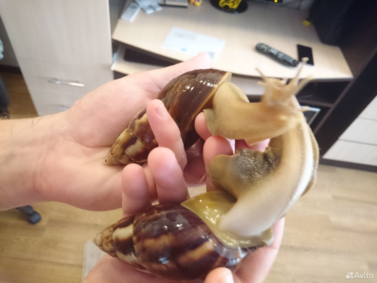 Продам/отдам улиток Ахатин с террариумом