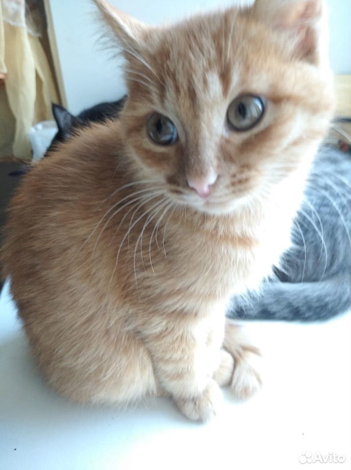Рыжий котенок в поисках дома