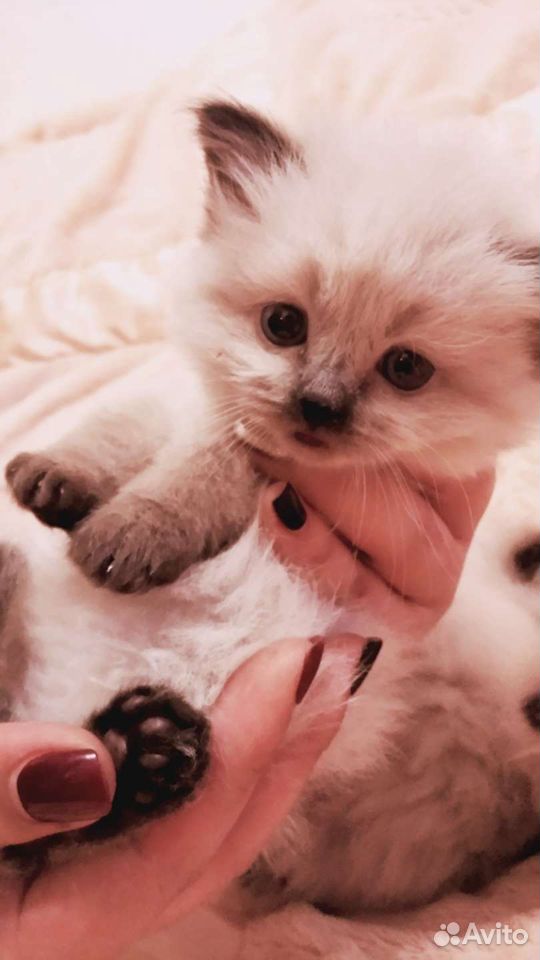 Котята неваки