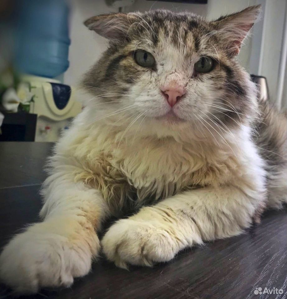 Котодети из приюта ищут своих родителей