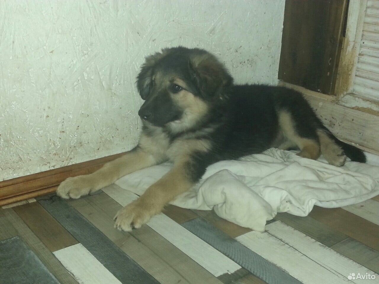 Метис овчарки, мальчик, в добрые руки