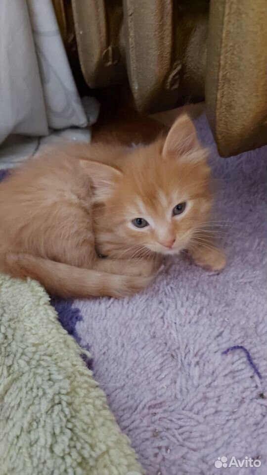 Рыжий котенок 1мес