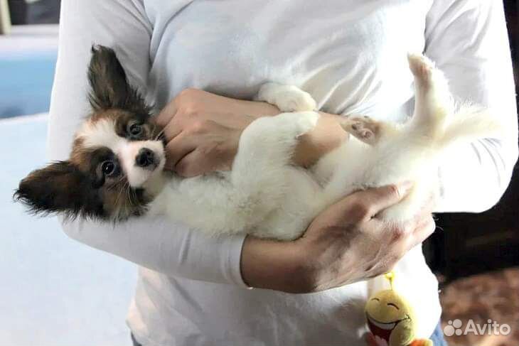 Рыже-соболиная девочка с белым корпусом