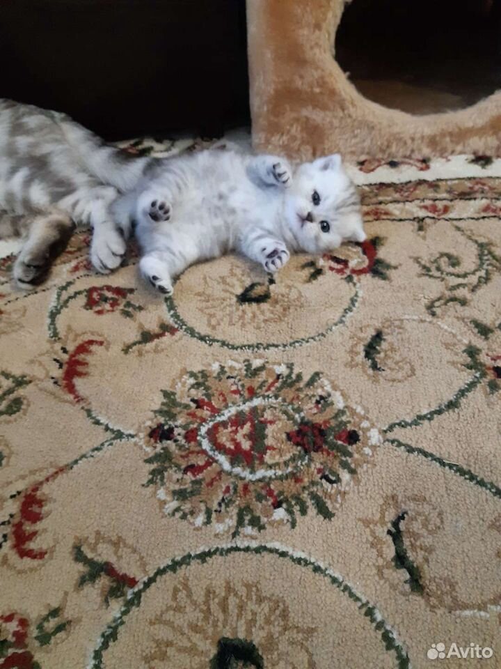 Шотладская прямоухая