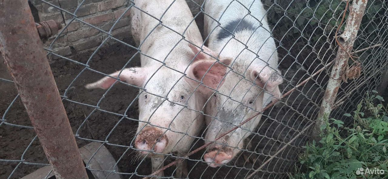 Свиньи ландрас