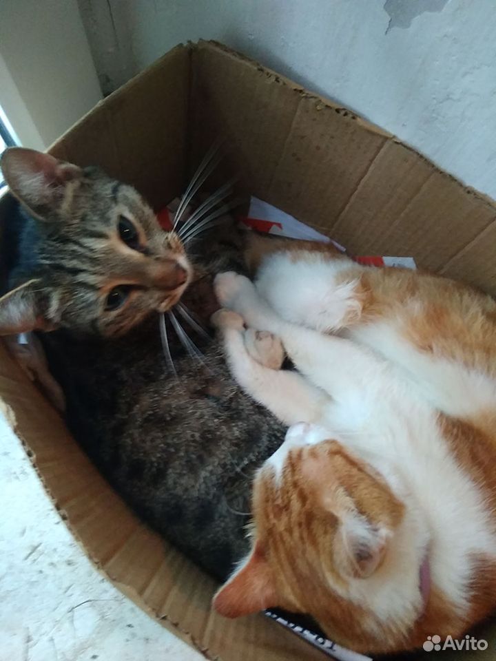 Кот и кошка, брат и сестра