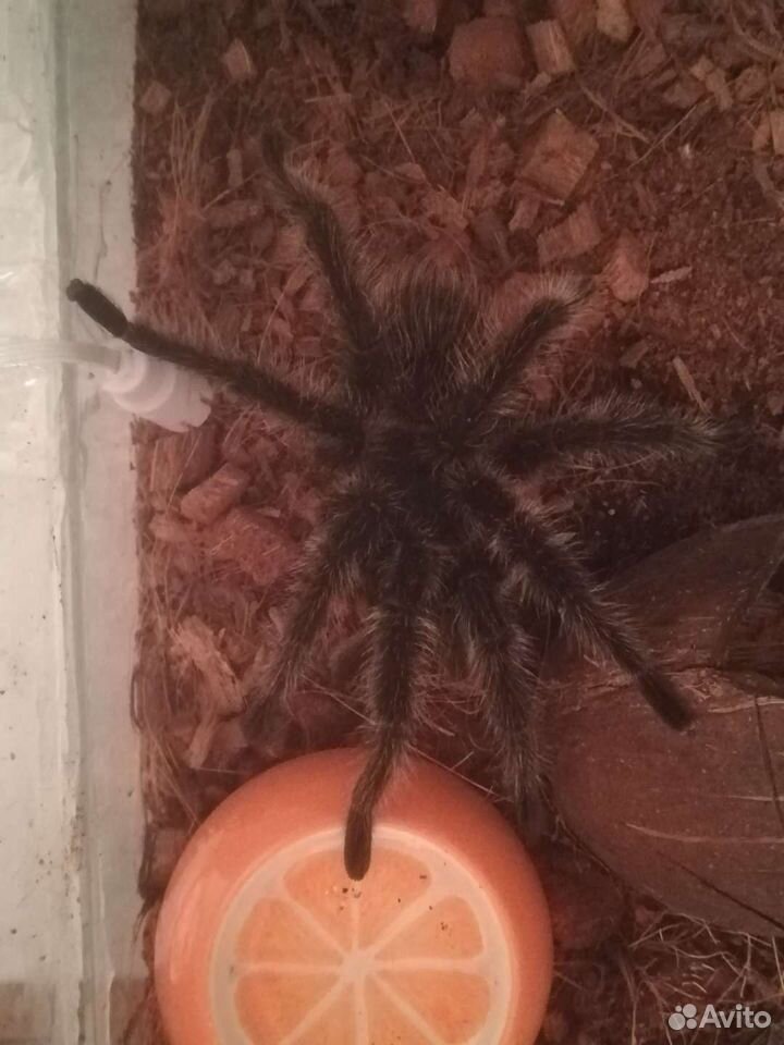 Самец Lasiodora Parahybana