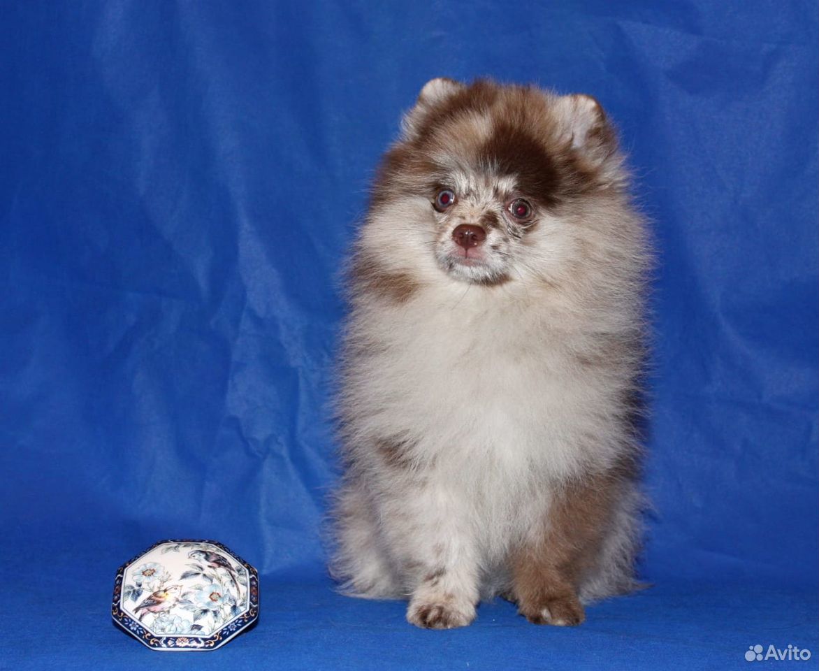 Шоколадно мраморный мальчик