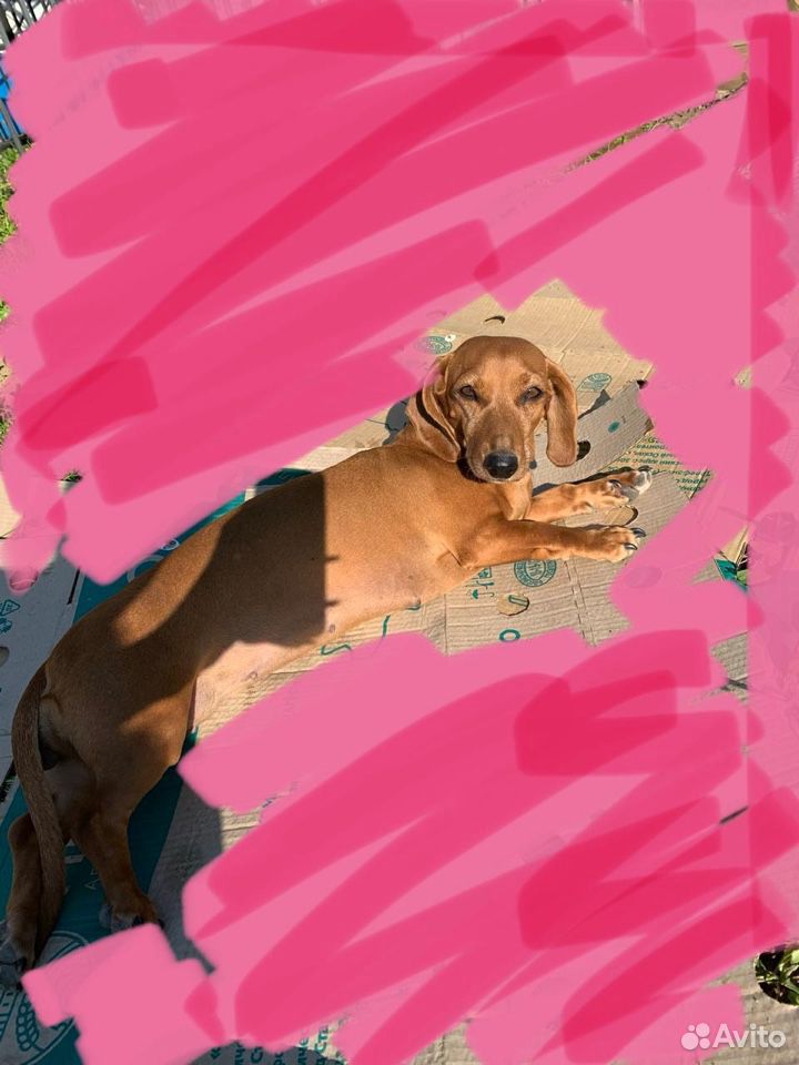 Собака такса в добрые руки