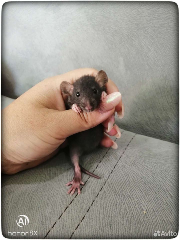 Крыски крысята крысы