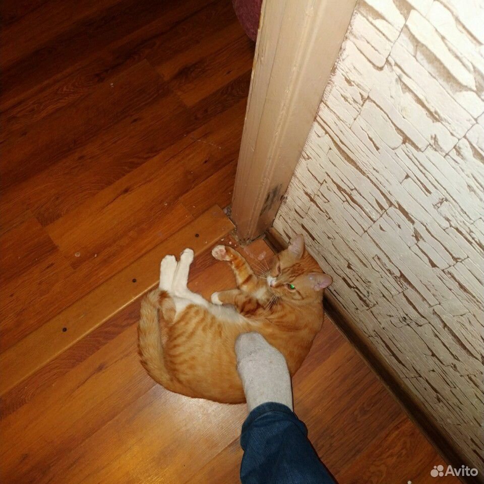 Кот Симба