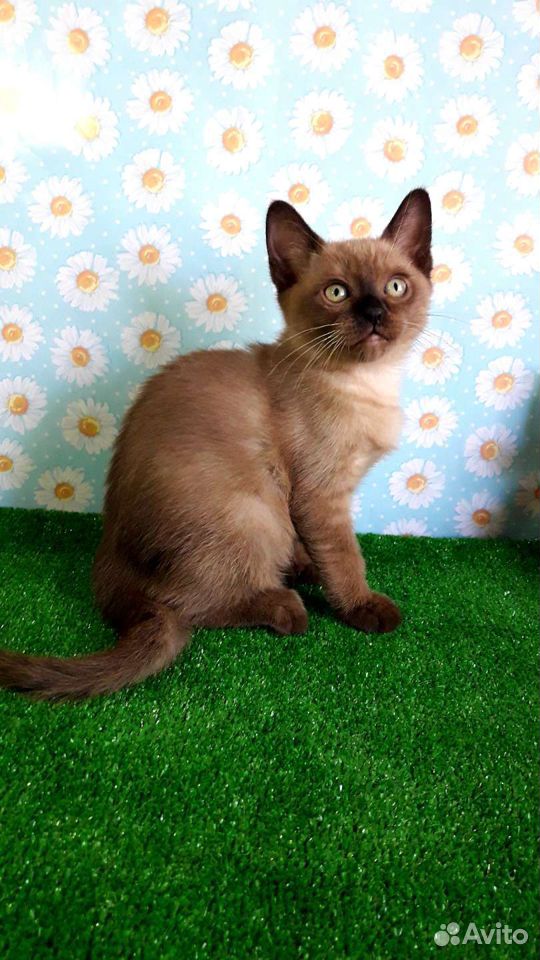 Бурманская