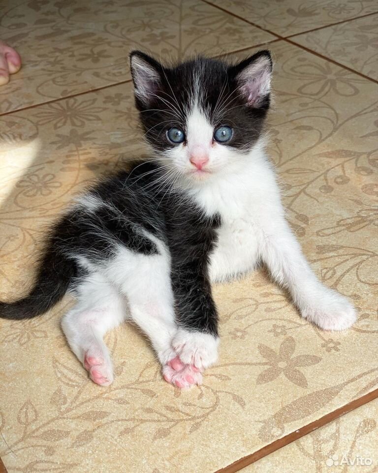 Кошка, кот, Котенок