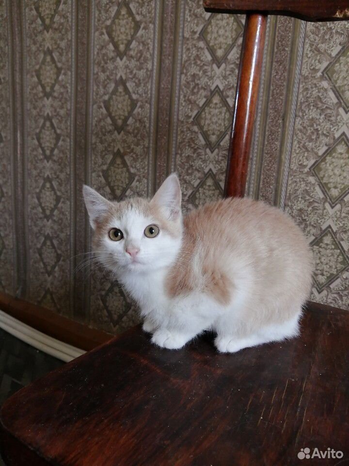 Кисуля