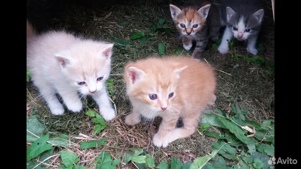 Отдам очаровательного котика