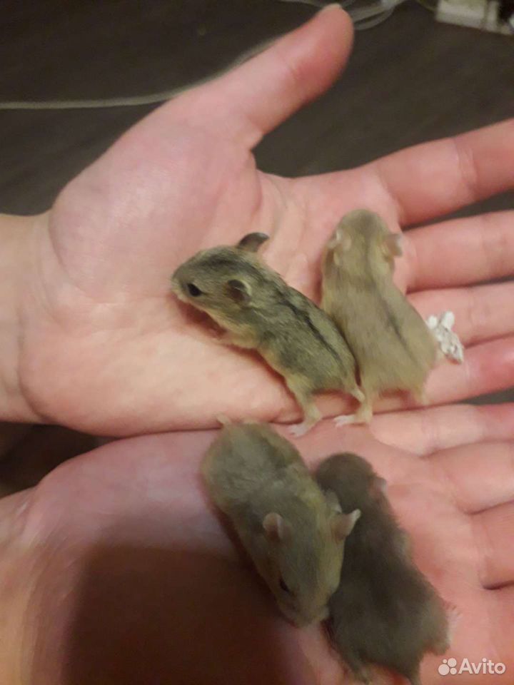 Джунгарики