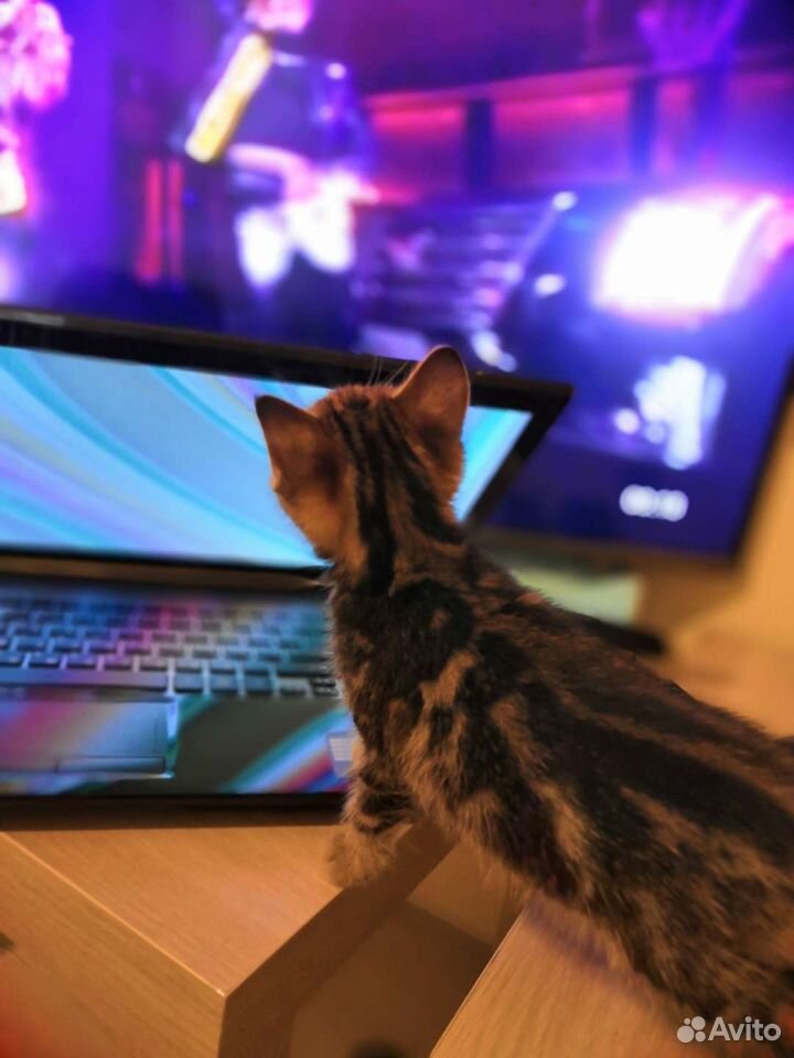 Котята от породистой кошки