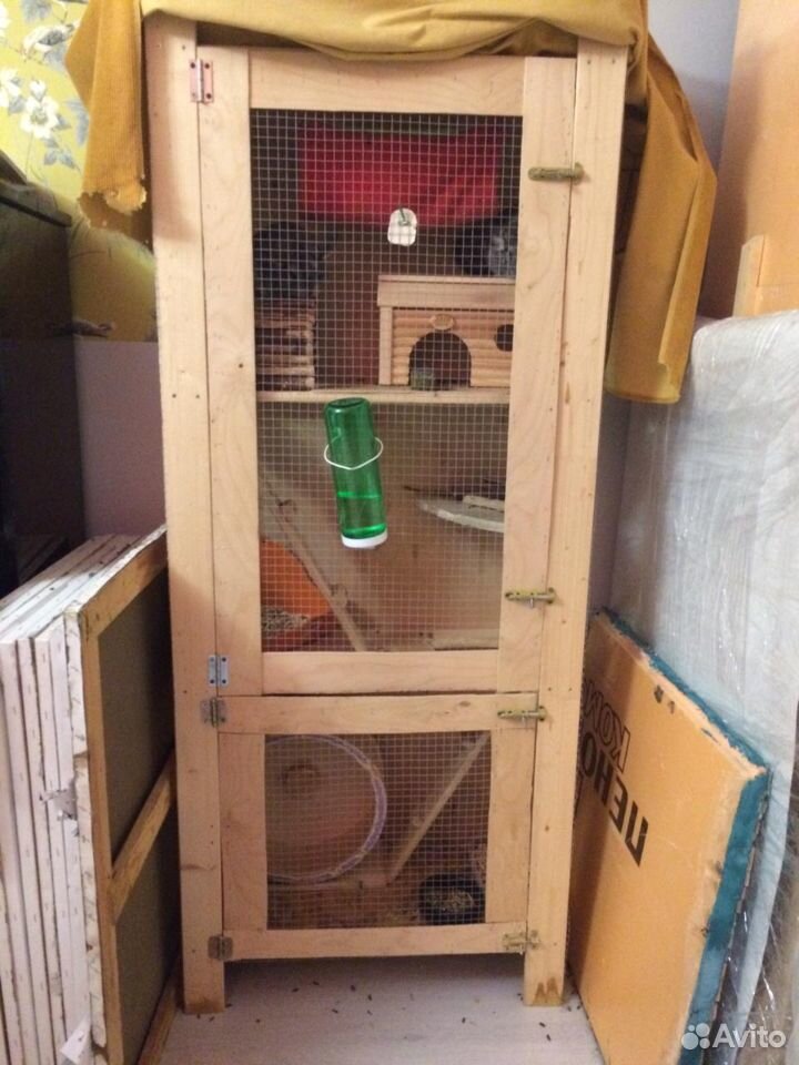 Две девочки шиншиллы