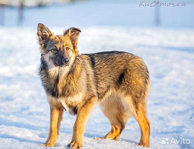 Собаки Чокки и Ночка ищут хозяев. В хорошие руки