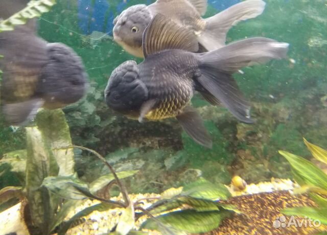 Золотая рыбка Оранда чёрная львиноголовая