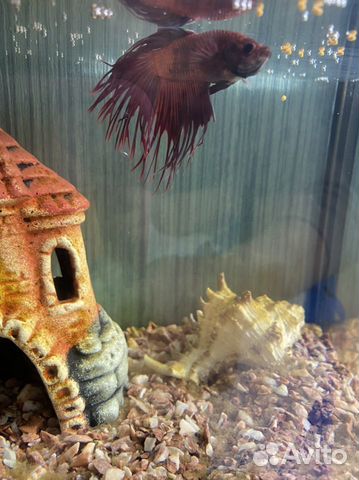 Рыбка Петушок красный