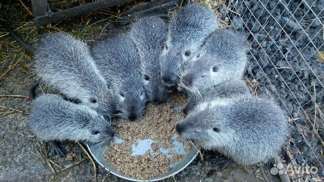 Нутрии серебристые 4- х месячные
