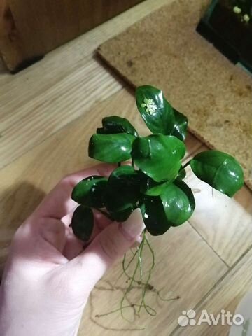 Анубиас растение