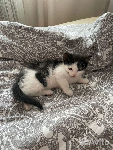 Божья коровка