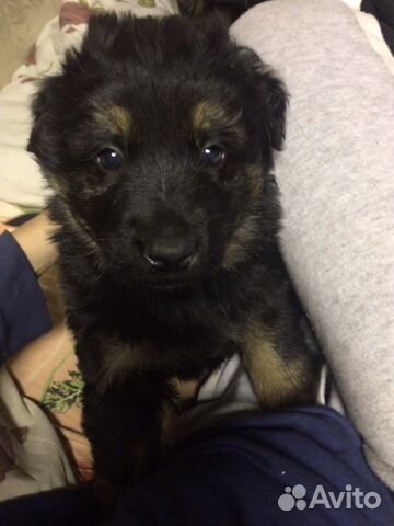 Щенок немецкой овчарки