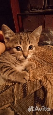 Кошки в добрые руки