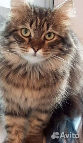 Сибирских парней бросили на даче